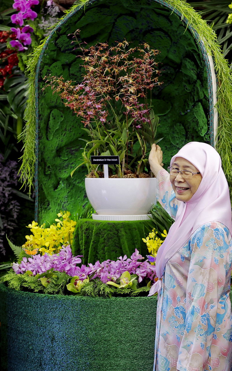 Getaran | Semasa | Hibrid Orkid Baharu Dinamakan Dendrobium Dr Wan Azizah Getaran | Semasa | Hibrid Orkid Baharu Dinamakan Dendrobium Dr Wan Azizah